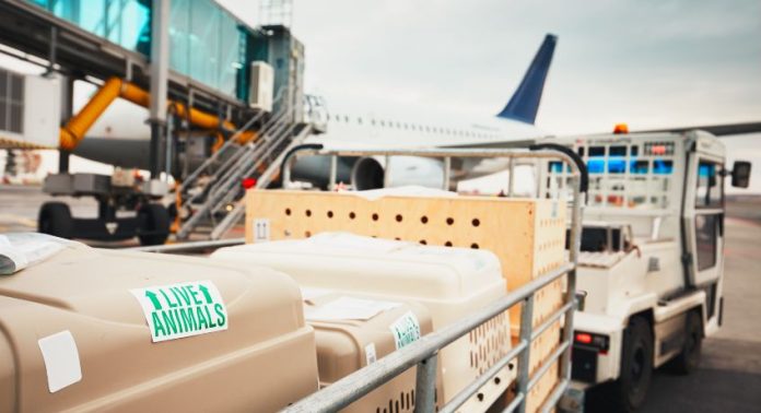 Airway Bill (AWB): Pengertian, Fungsi dan Cara Melacaknya